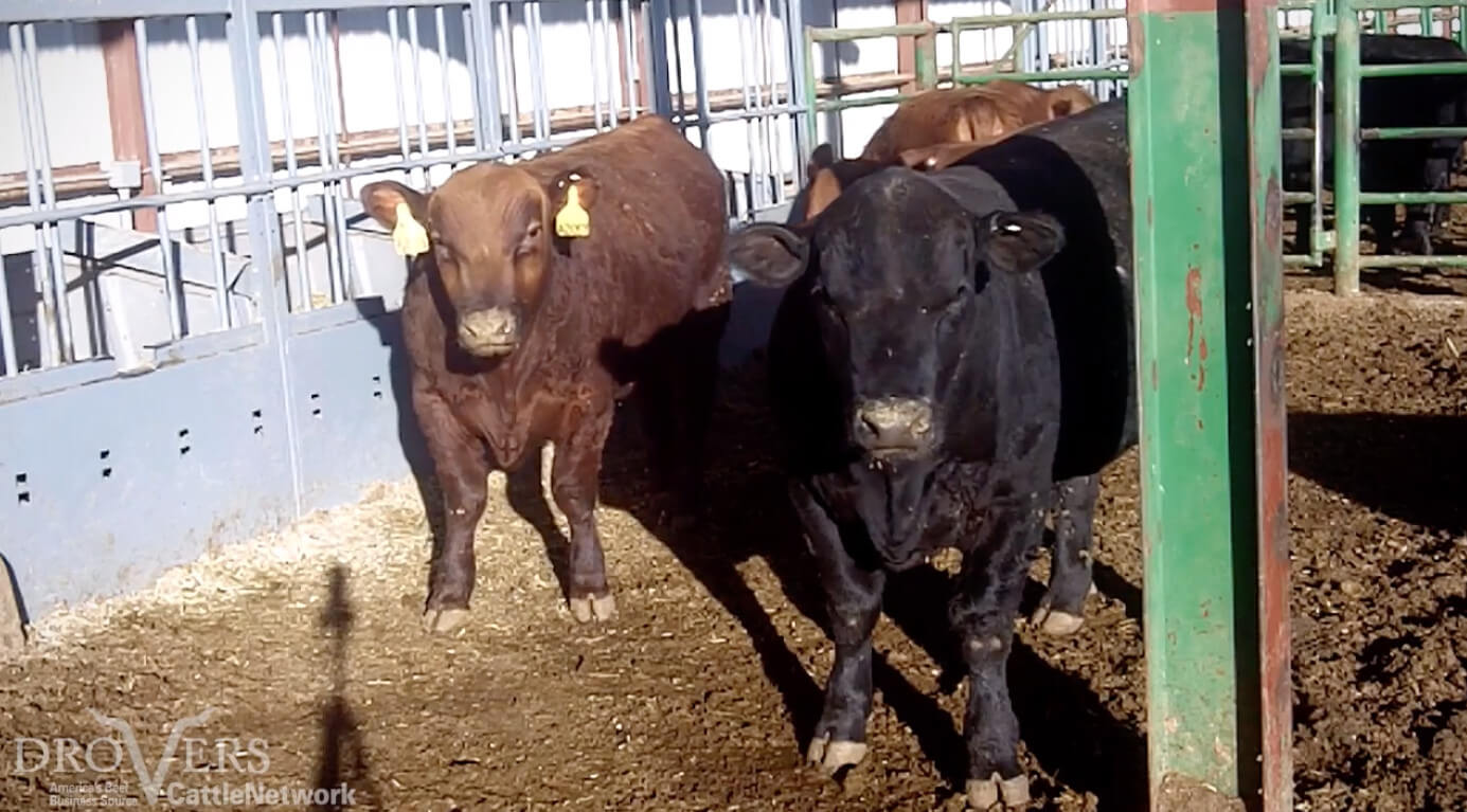 How much feed did your bull eat? - Leachman Cattle of Colorado